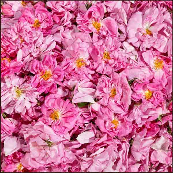 Why we love it - Damascus Rose Petals